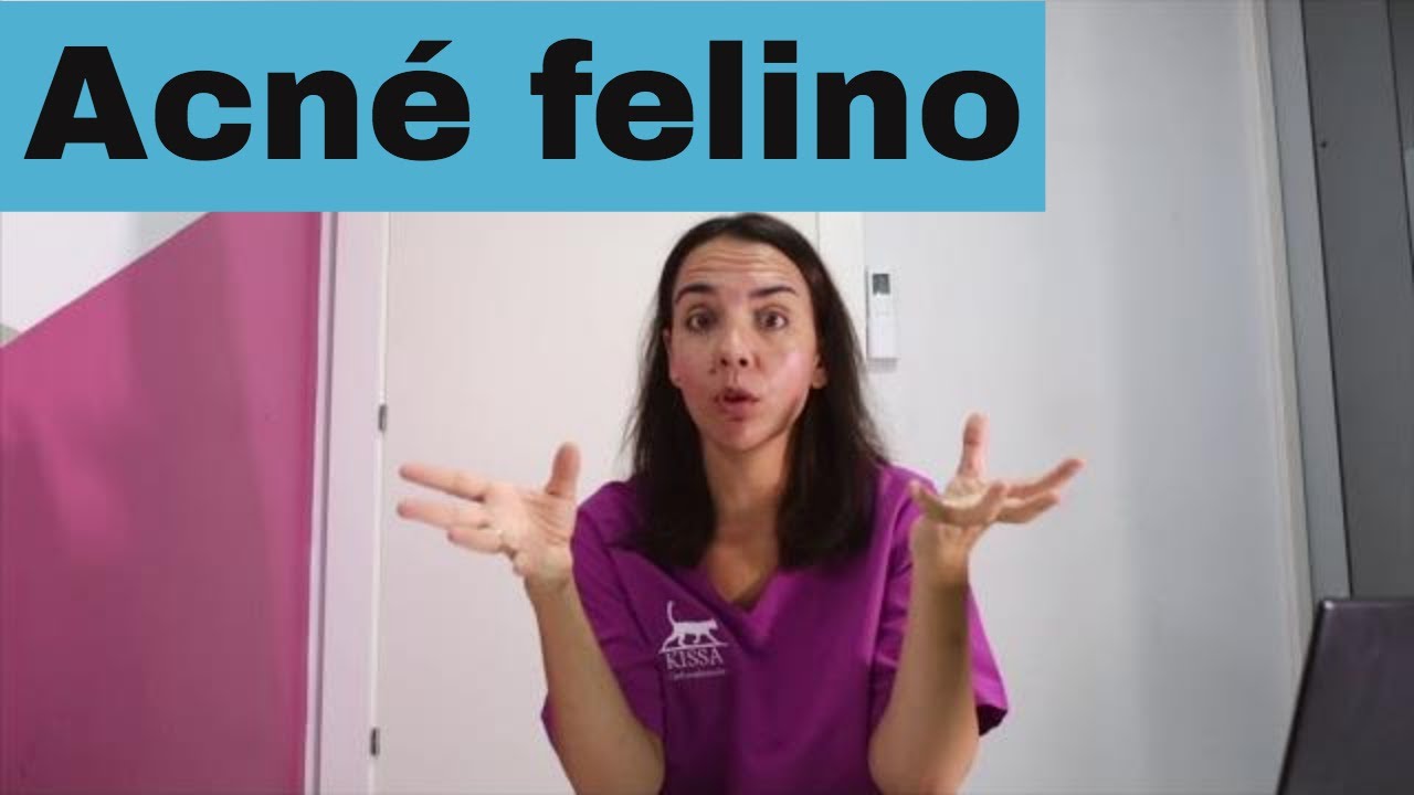 ACNÉ FELINO 🐈, como DETECTARLO y CURARLO. - YouTube
