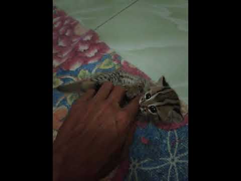 Anak kucing hutan/ meong congkok yang jinak - YouTube