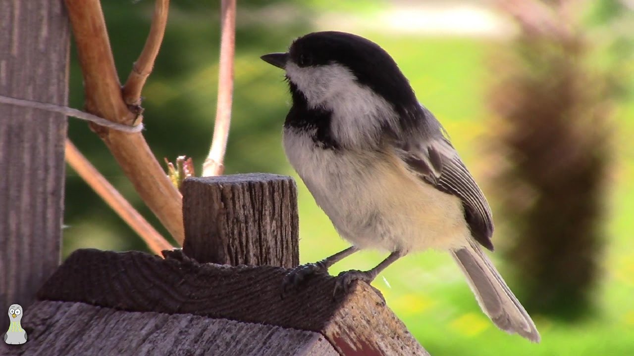 Singing Chickadee - YouTube
