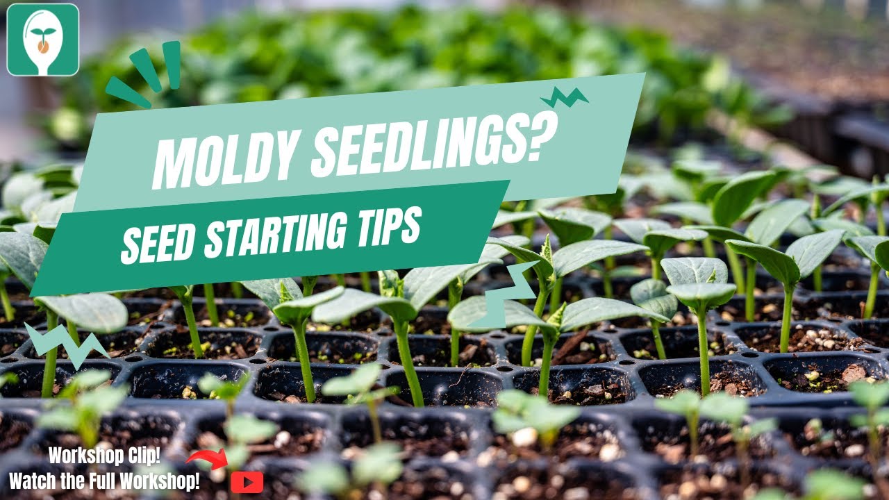 Dealing with Moldy Seedlings: Prevention & Treatment 🌱 - YouTube