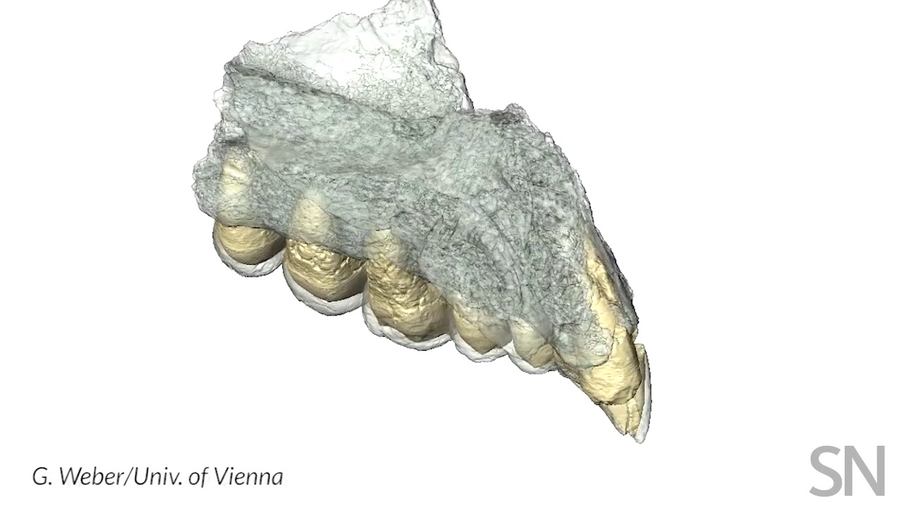 This ancient jaw is speaking up about when humans left Africa | Science ...