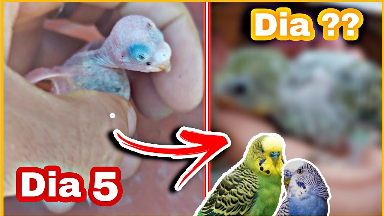 Desarrollo De Periquitos Bebes Cómo Cuidar Un Periquito En Casa
