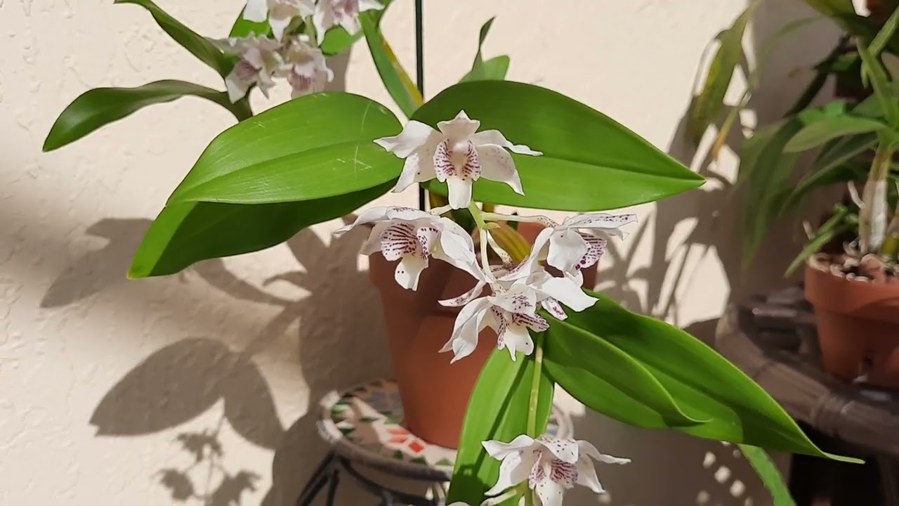 Blooming dendrobium orchid, Den. Royal Chip (Den. Roy Tokunaga x Den ...