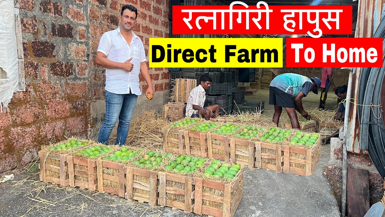 MANGO WHOLESALE MARKET | रत्नागिरी हापूस Direct Farm To Home | Alphonso ...
