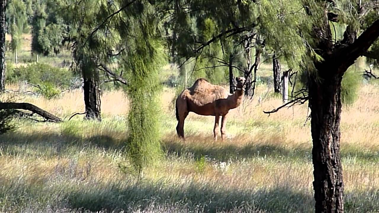 Feral Camel - Northern Territory Australia - YouTube