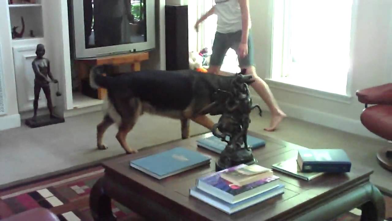 ANGUS THE SUPER SHEPHERD - YouTube