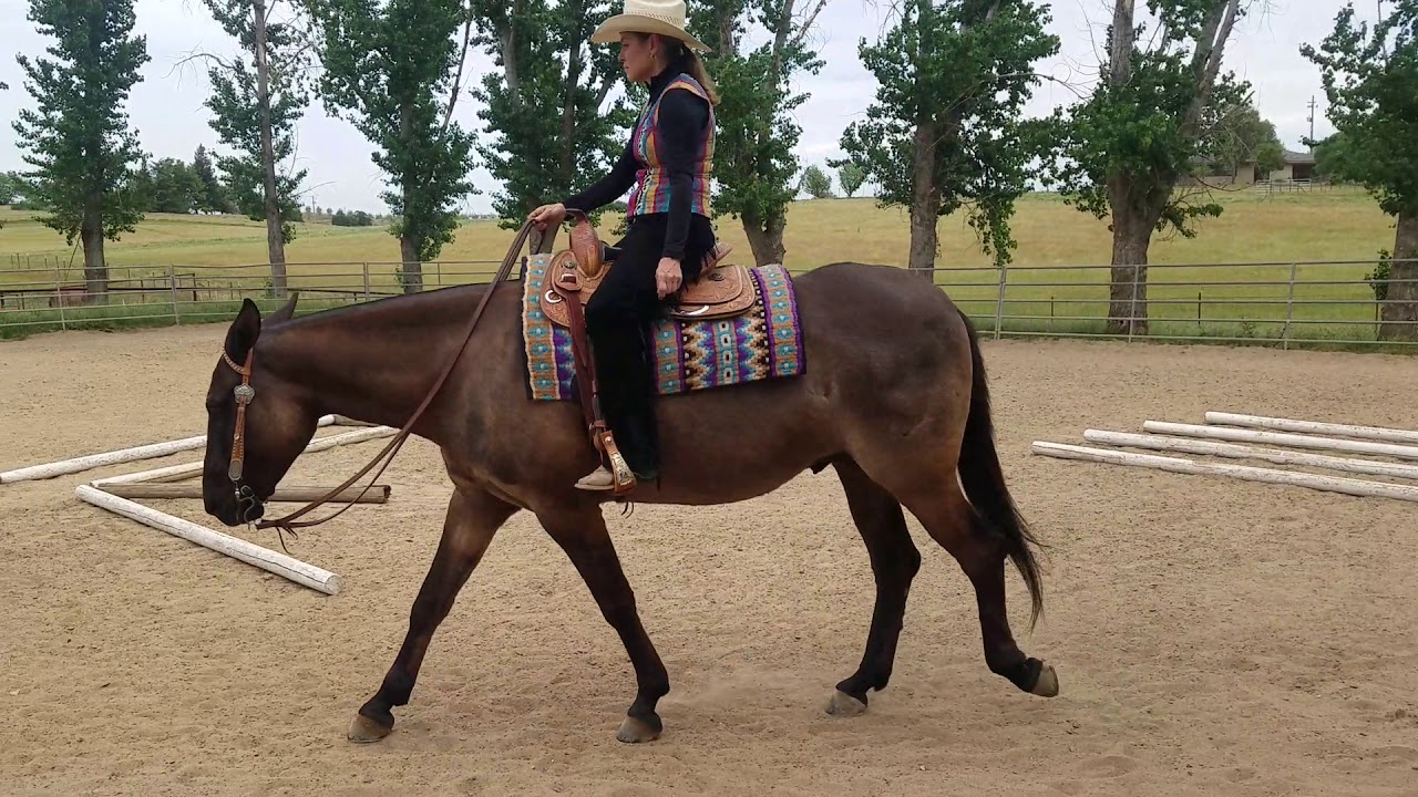 Mule Western pleasure walk/jog - YouTube