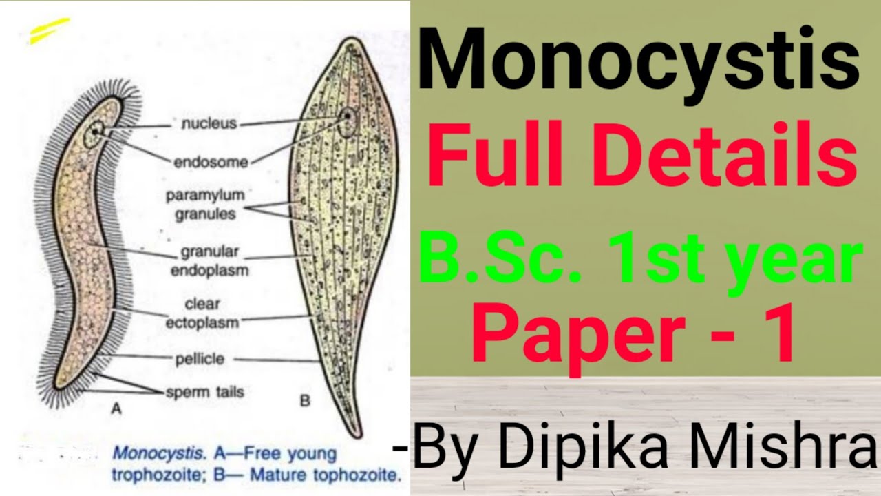 || Monocystis || B.Sc. 1st year || Full Details || - YouTube