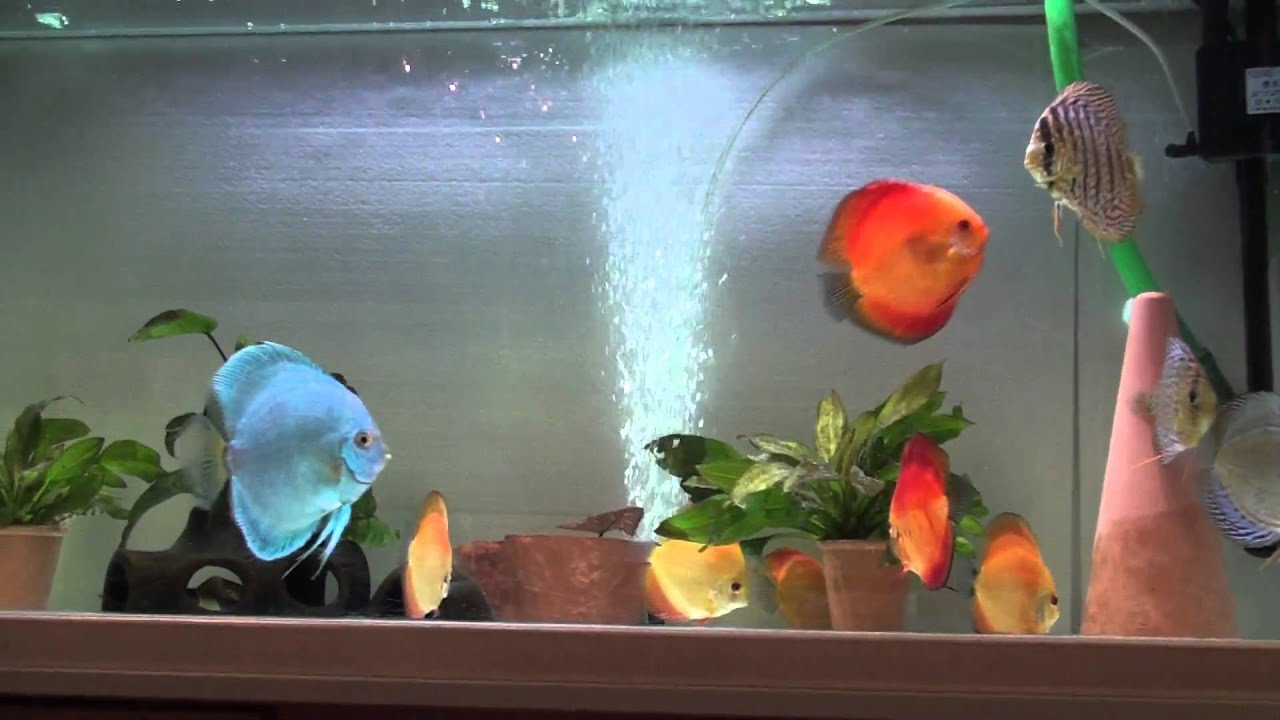 discus red, leopard.diamond fish tm hd 1080 p - YouTube