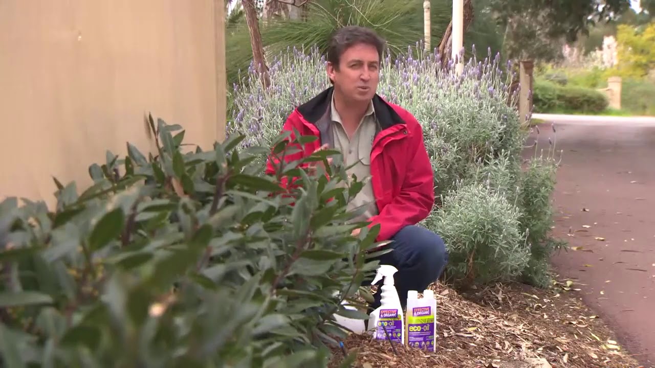 Eco-Oil Organic Miticide & Insecticide Botanical Oil Concentrate - YouTube