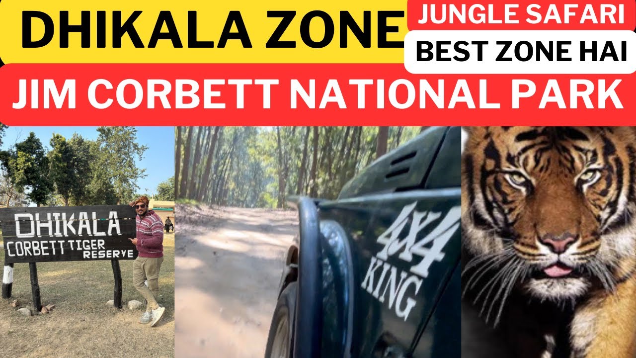 DHIKALA ZONE | Jungle Safari at Jim Corbett National Park - YouTube