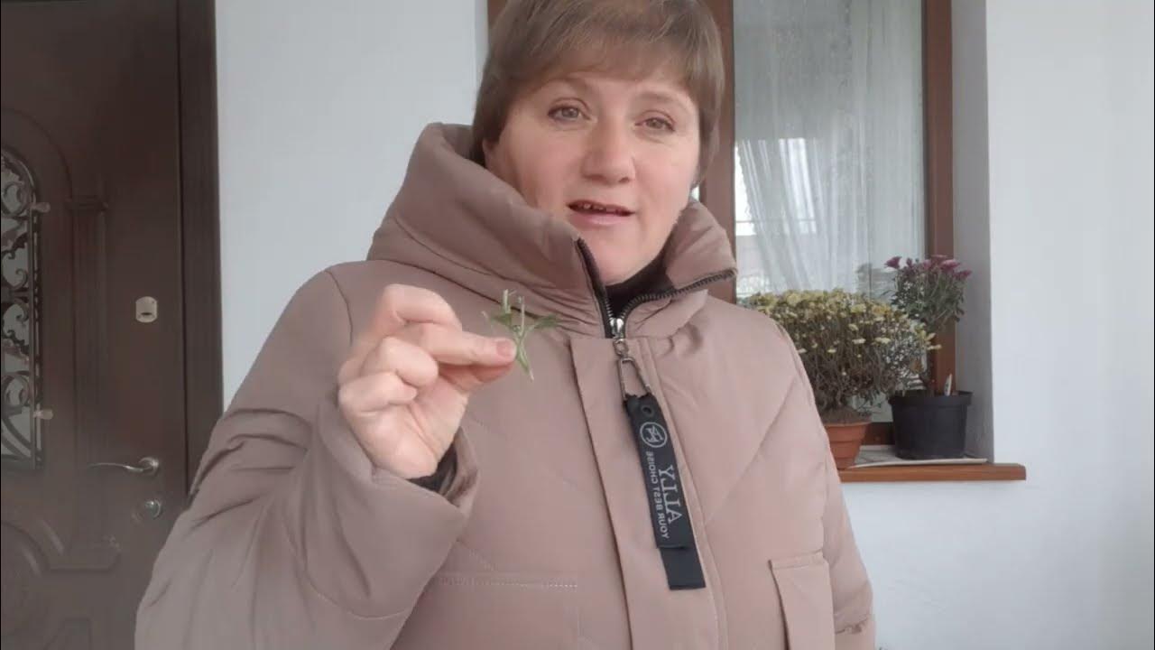 Живці чи черенки Моє шокове відкриття Відео про все і ні про що