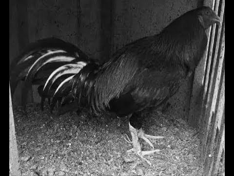 Gallo S Navajeros Peruanos El Gallo Navajero Peruano 4 De Diciembre