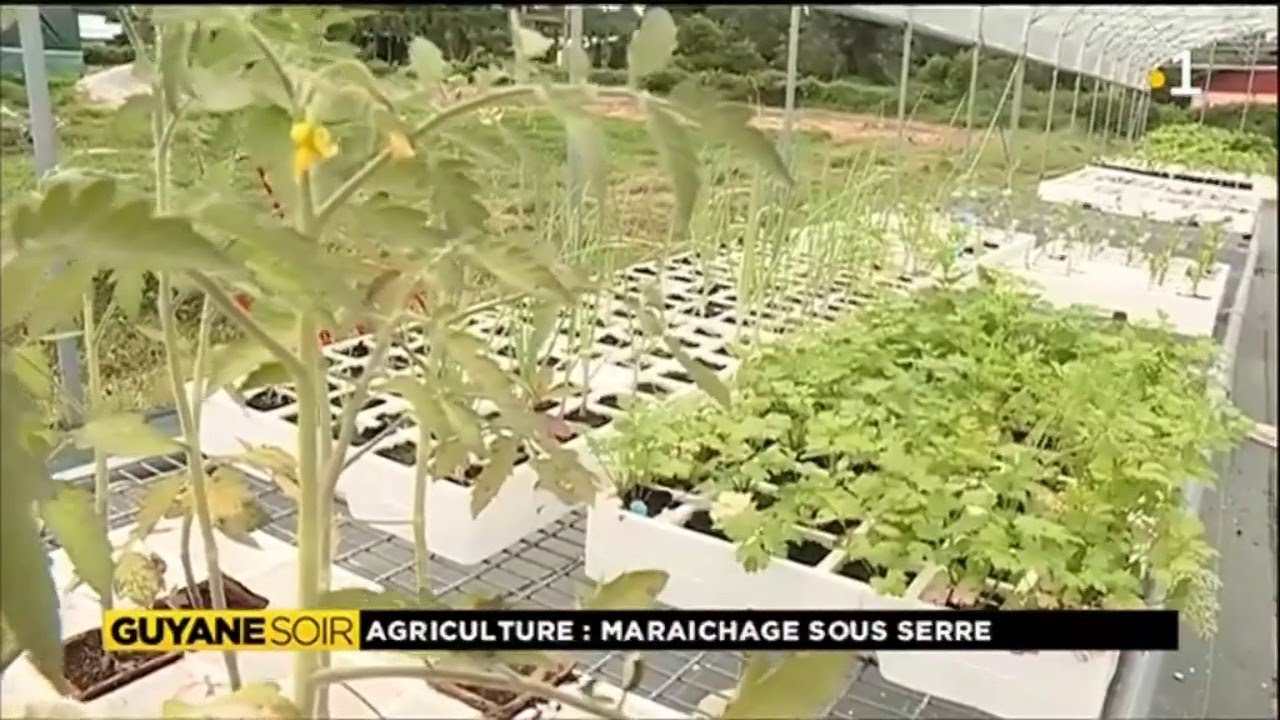 L'art du maraîchage sous serre réalisé par un agriculteur de Macouria ...