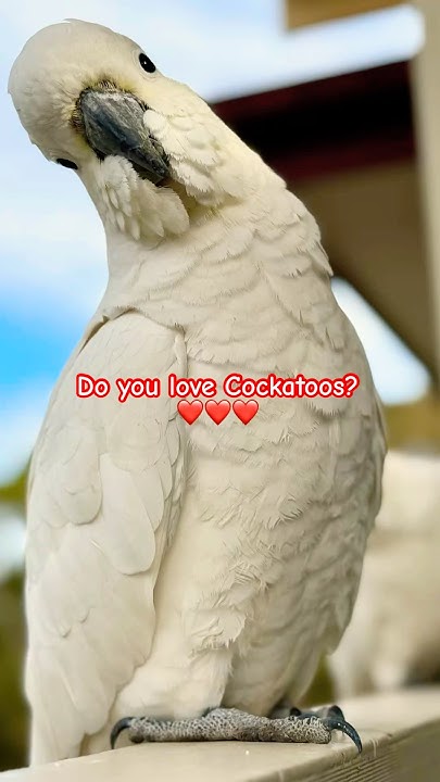 Can You REALLY Train a COCKATOO to LOVE You? 🩷 #birds #parrot #cockatoo #tricks - YouTube