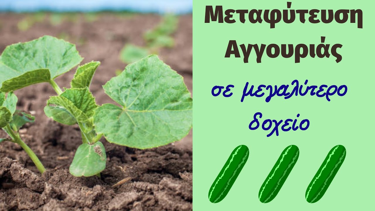 Μεταφύτευση Αγγουριάς σε μεγαλύτερο δοχείο η γλάστρα - YouTube