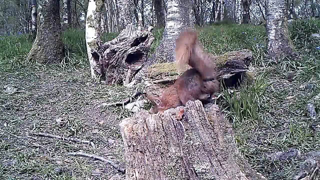 Bushnell Trophy Cam HD Max 119477 Wildlife Camera Squirrel and Wildlife ...