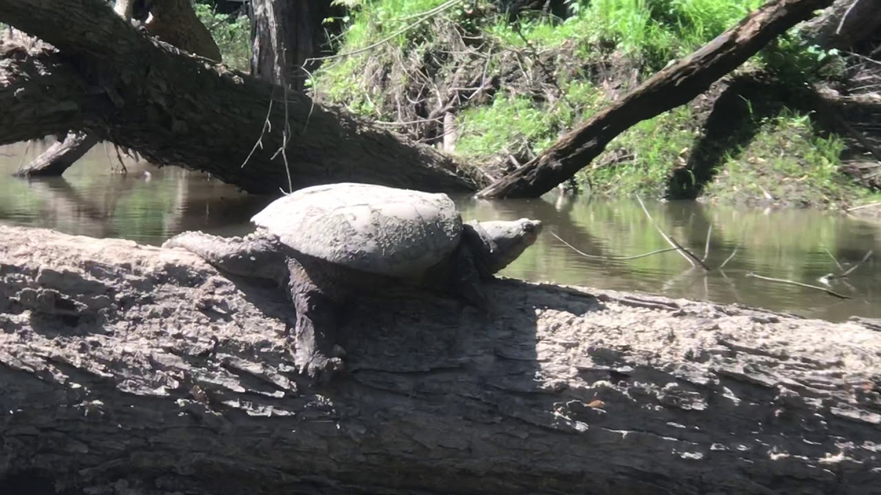 Upper Mississippi River turtle @mythreeeagles - YouTube