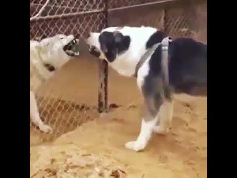 Kurt vs alabai