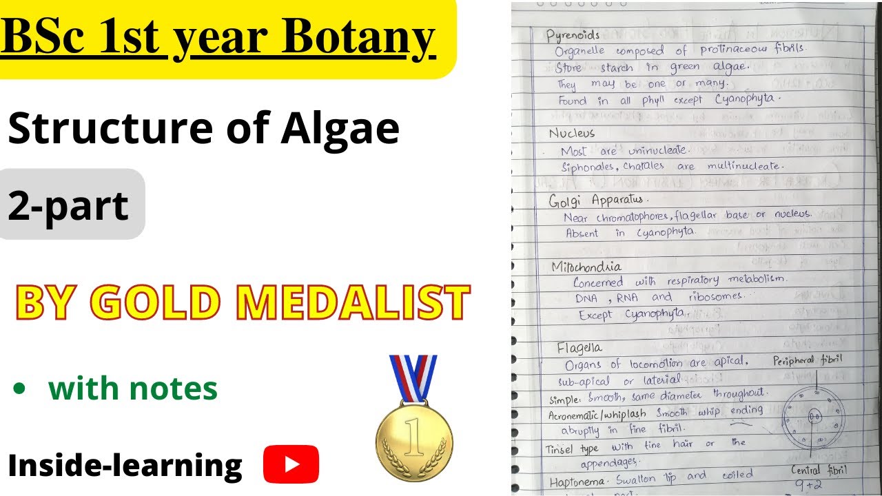 Algae || Structure of algae || BSc 1st year - YouTube