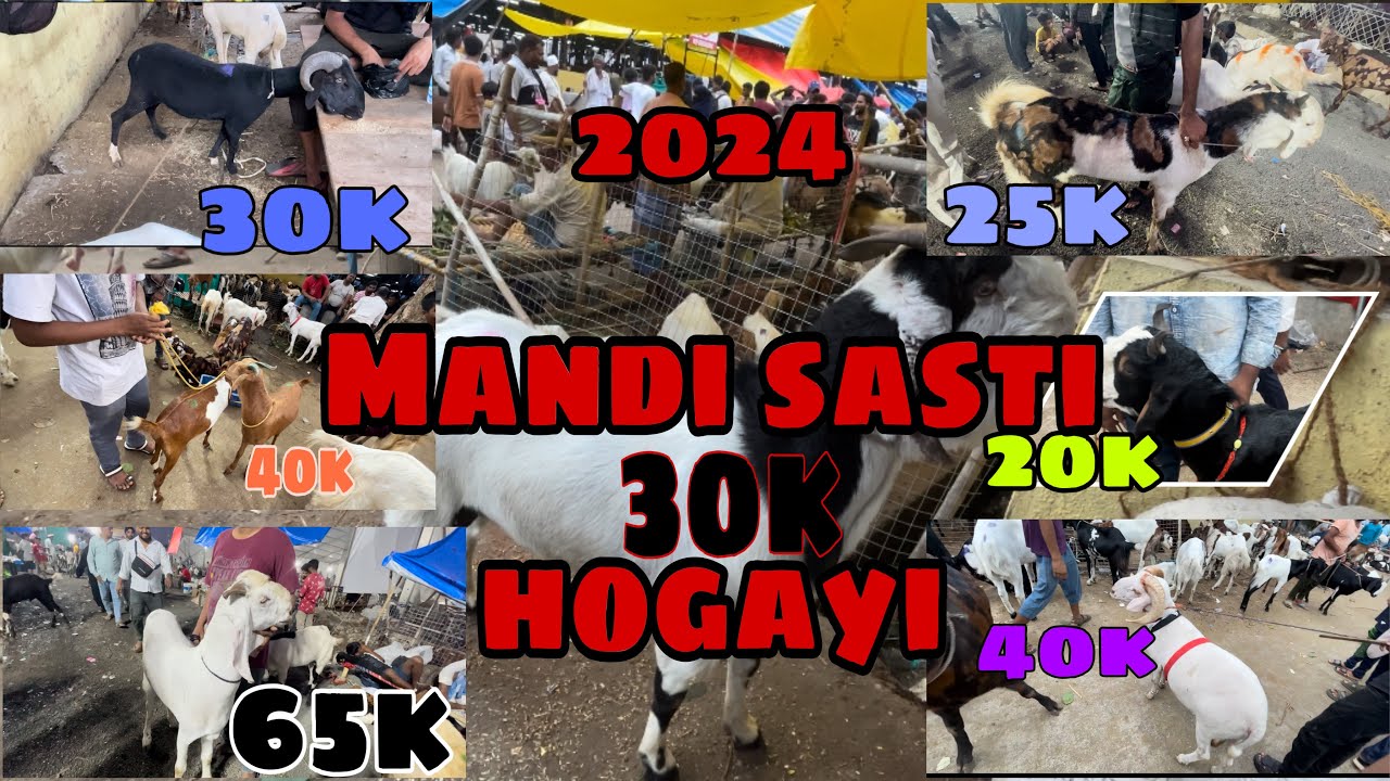 Budget wale Bakrai Deonar Bakra mandi sasti ho gayi ||Abaanvlogs|| # ...