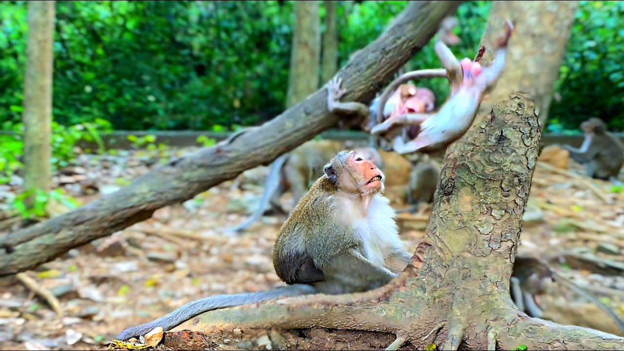 Many little monkeys were playing together in a low tree, looking very ...