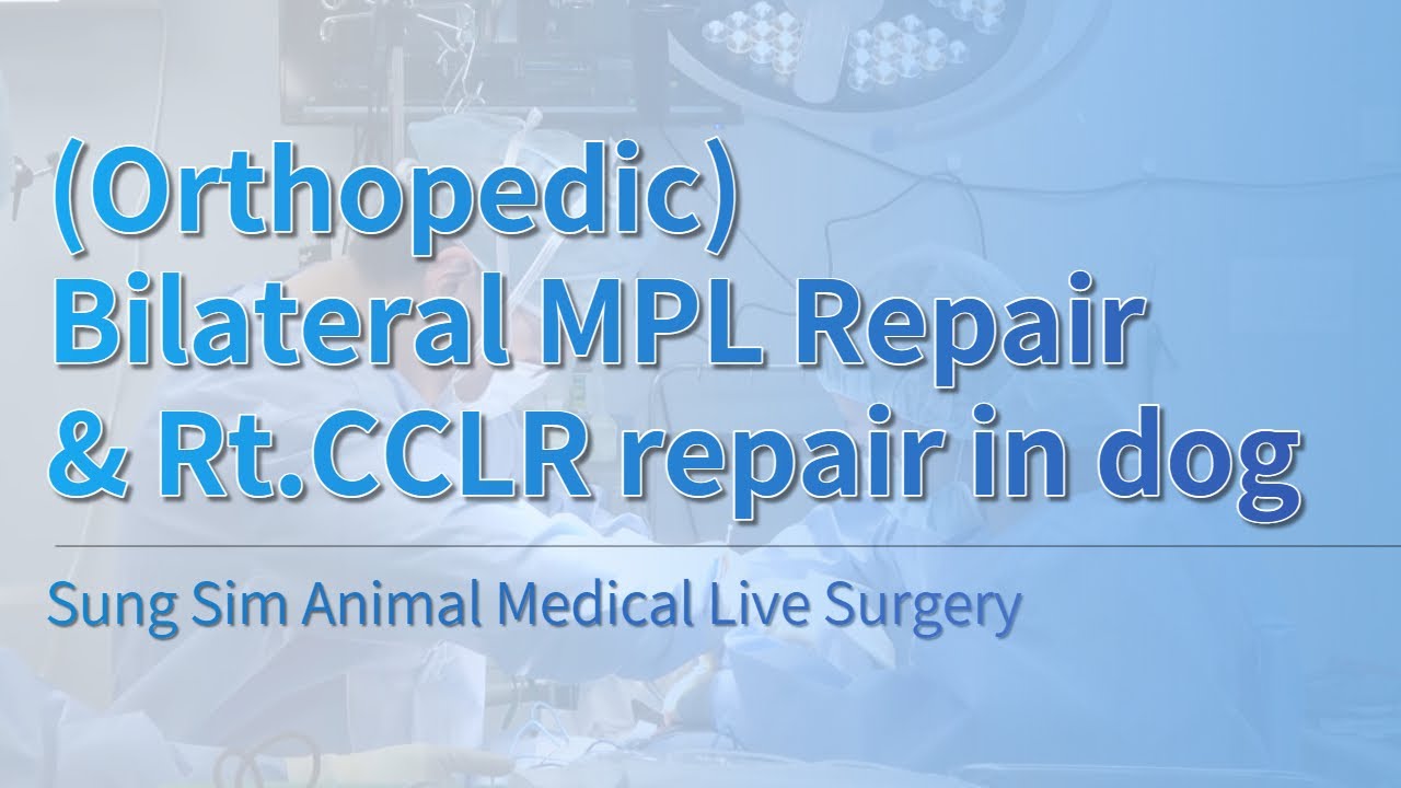 [Warning] (Orthopedic) Bilateral MPL Repair & Rt.CCLR repair in dog - YouTube