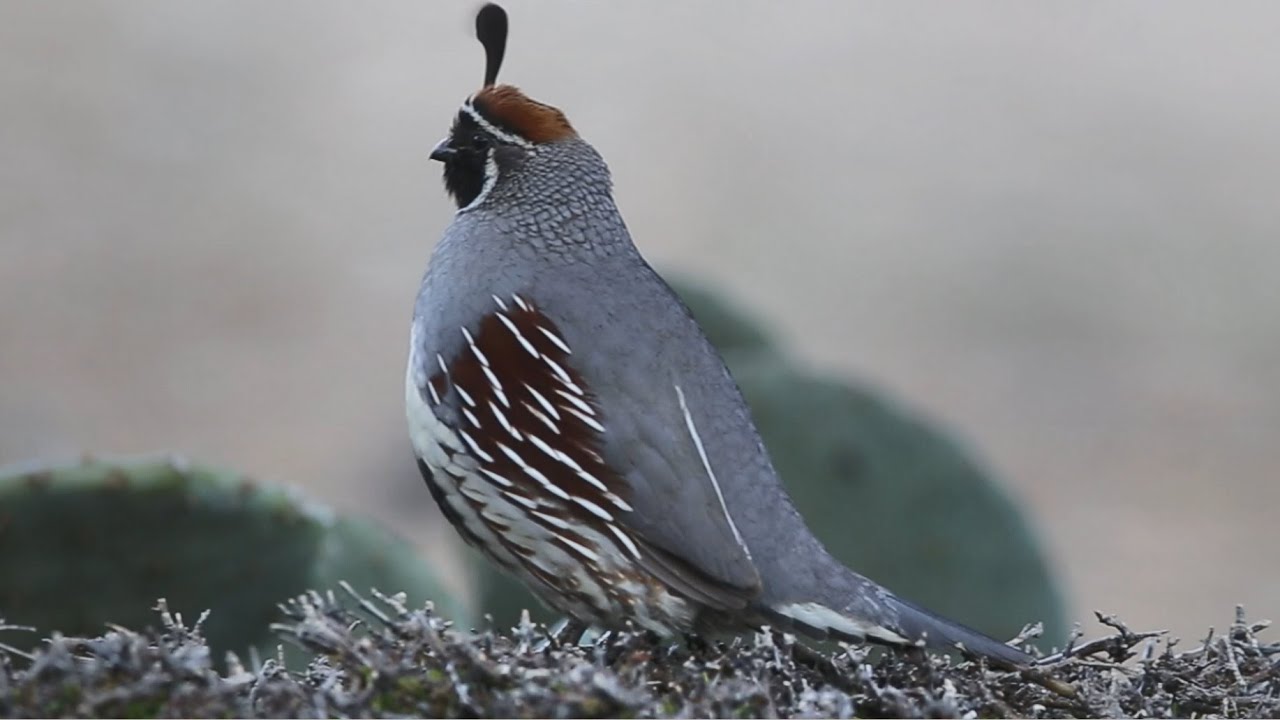 Watch Gambels Quail Topknot Blow in the Wind 🐔💨 - YouTube