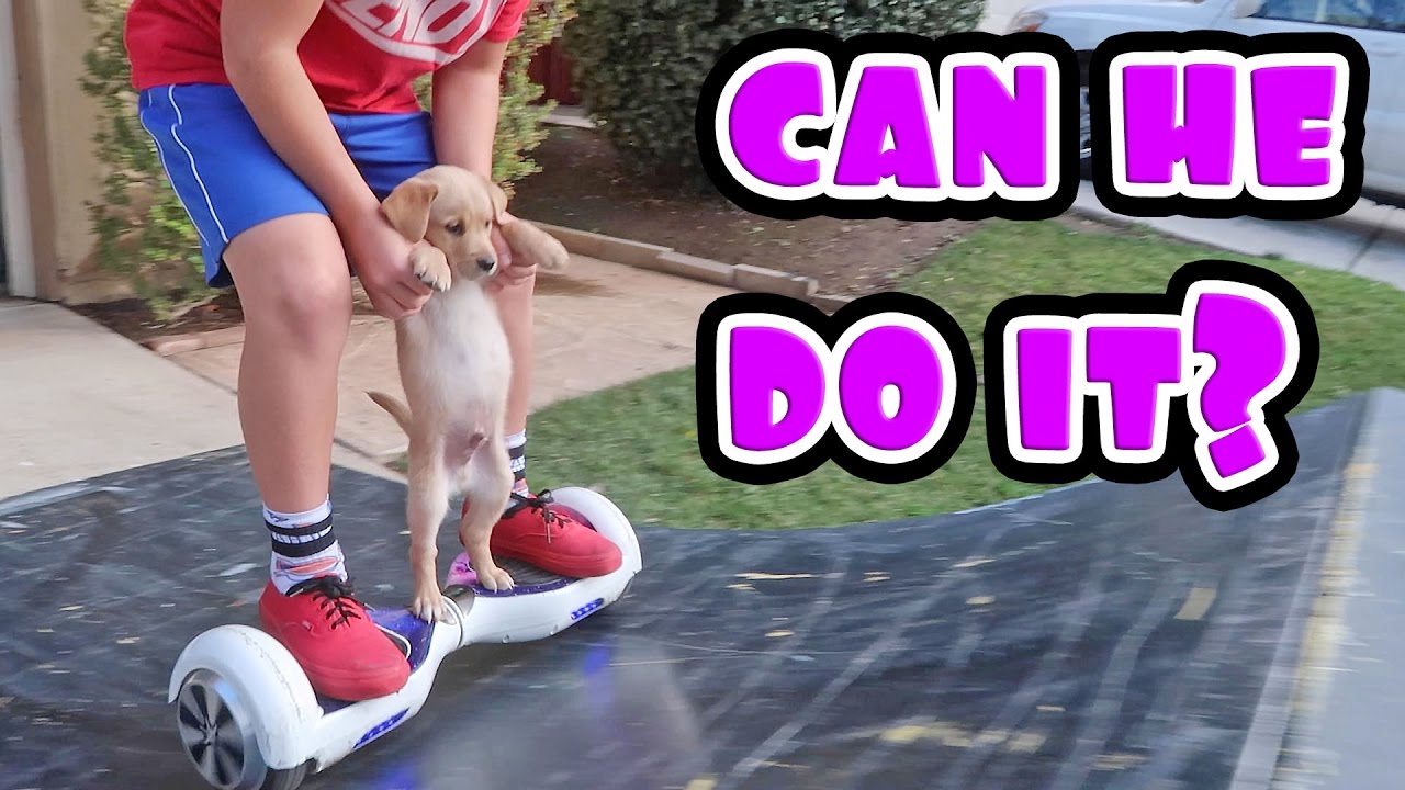PUPPY ON HOVERBOARD! - YouTube