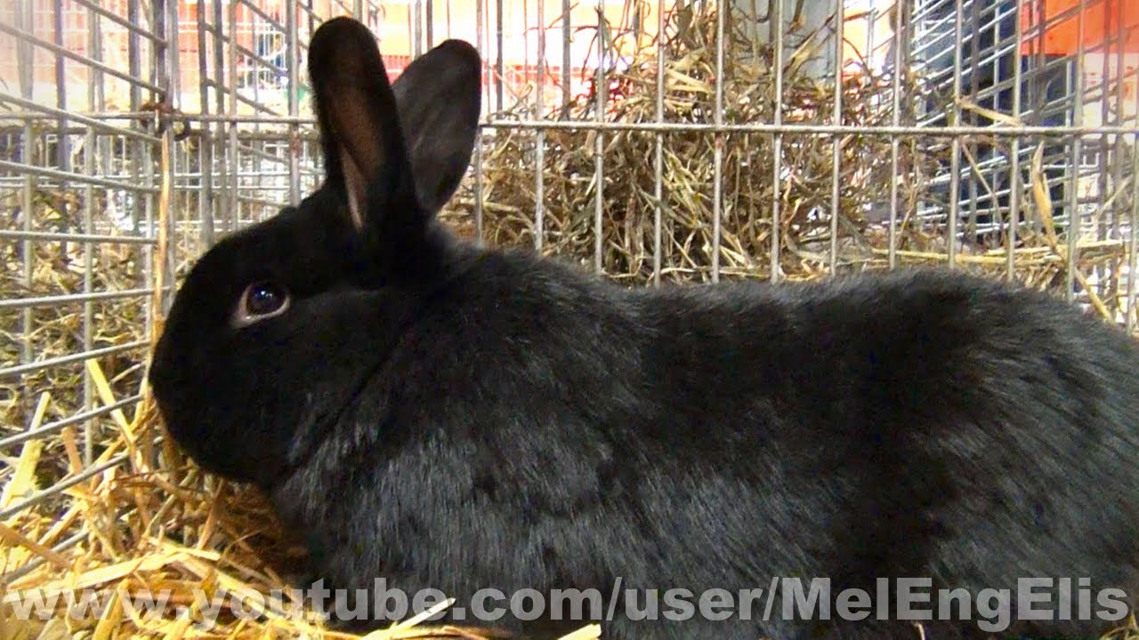 Lapins Alaska - Alaska Rabbit - Alaska Kaninchen - Salomé 2020 - YouTube
