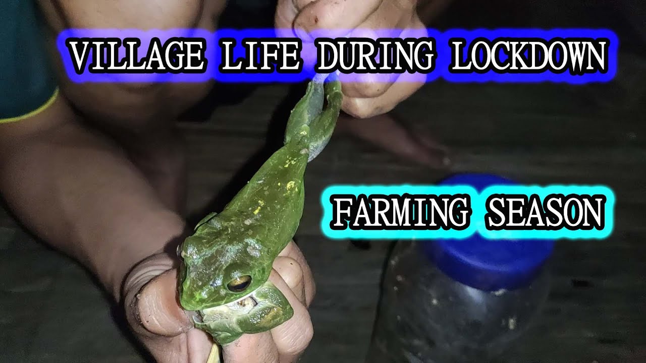 HOW I SPENT MY DAY IN LOCKDOWN ||FARMING SEASON||LOCK DOWN DAYS - YouTube