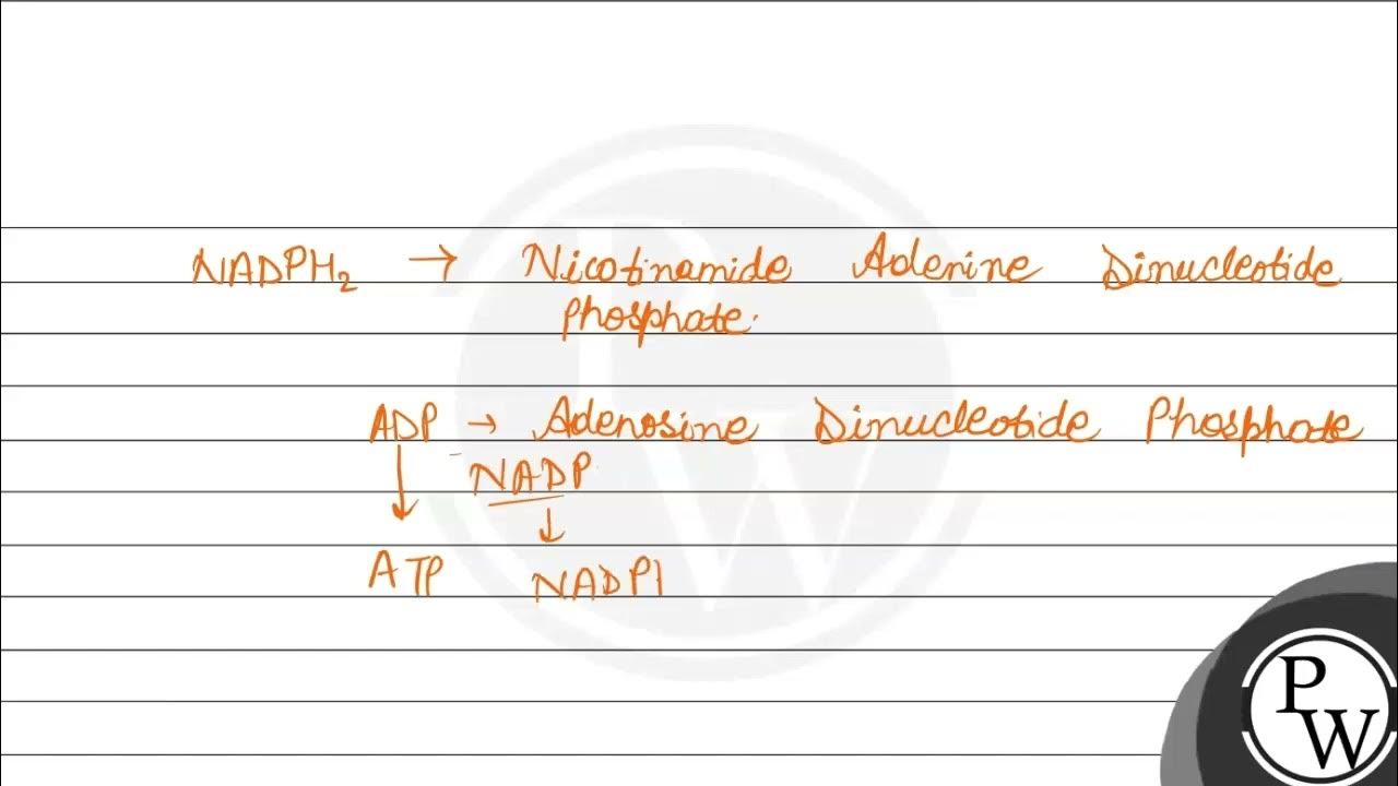 NADPH2 is generated through.... - YouTube