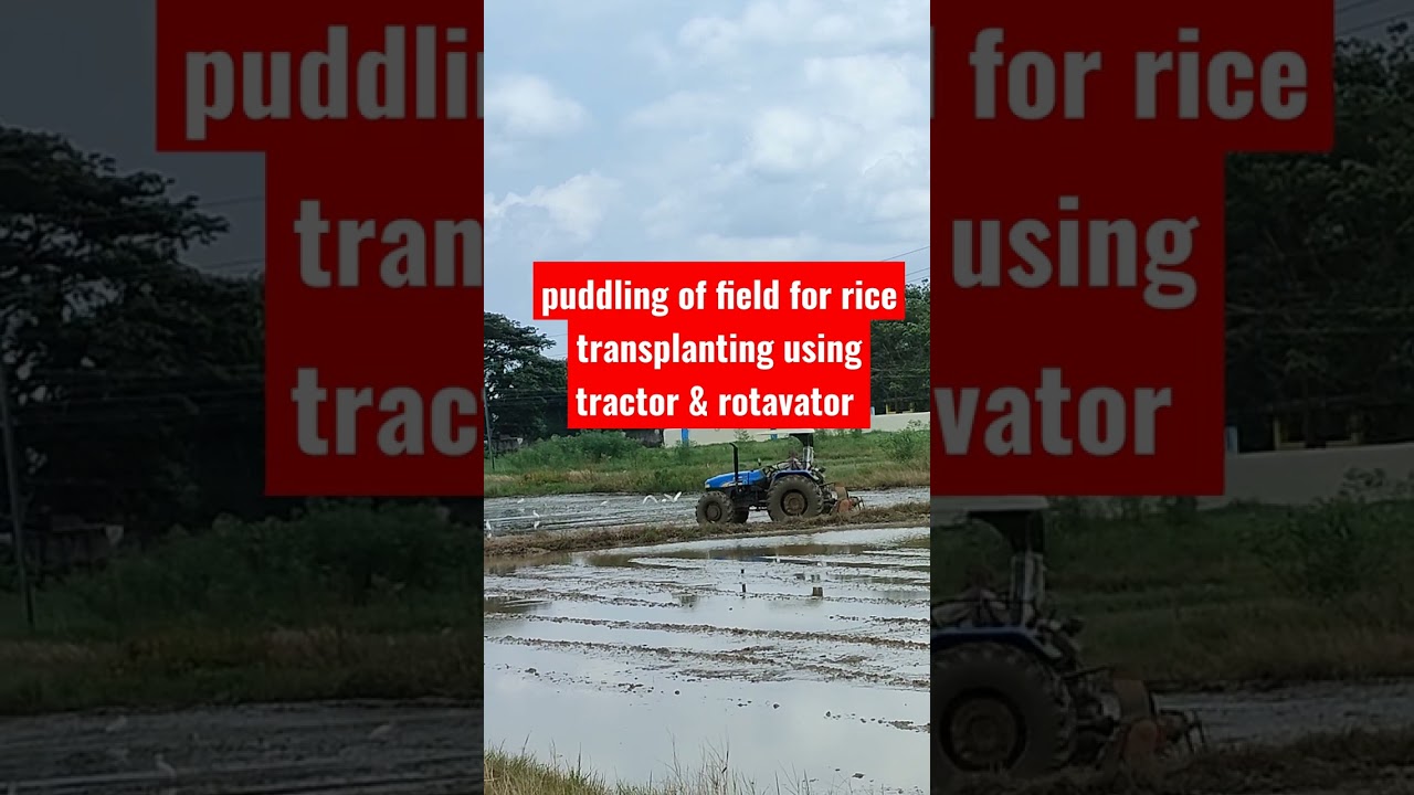 puddling of field for rice transplanting using tractor & rotavator ...