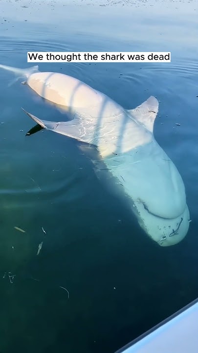 shark encounter video #fishermen - YouTube