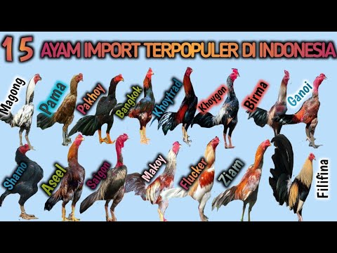 15 AYAM IMPORT TERPOPULER DI INDONESIA - YouTube