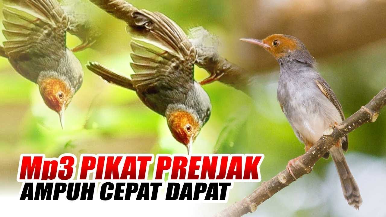 Mp3 Pikat Prenjak Ampun Cepat Dapat Youtube