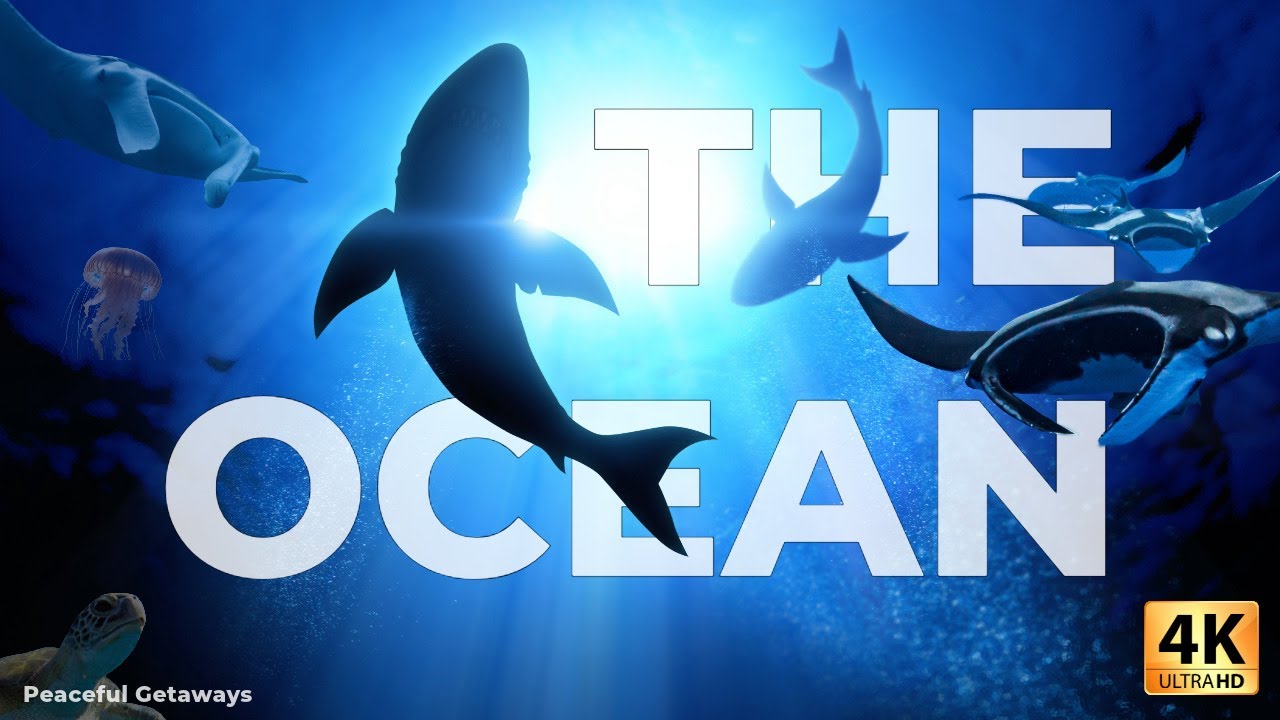OCEAN ANIMALS 4K - Peaceful Getaways with Calming Music - YouTube