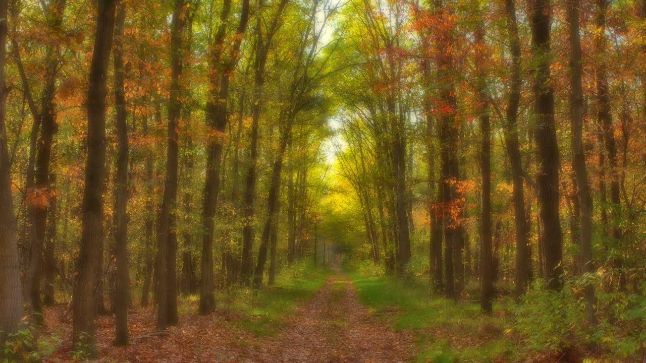 🌳 4K - Relaxing Nature Sounds For Stress Relief, Forest Sounds, Bird ...