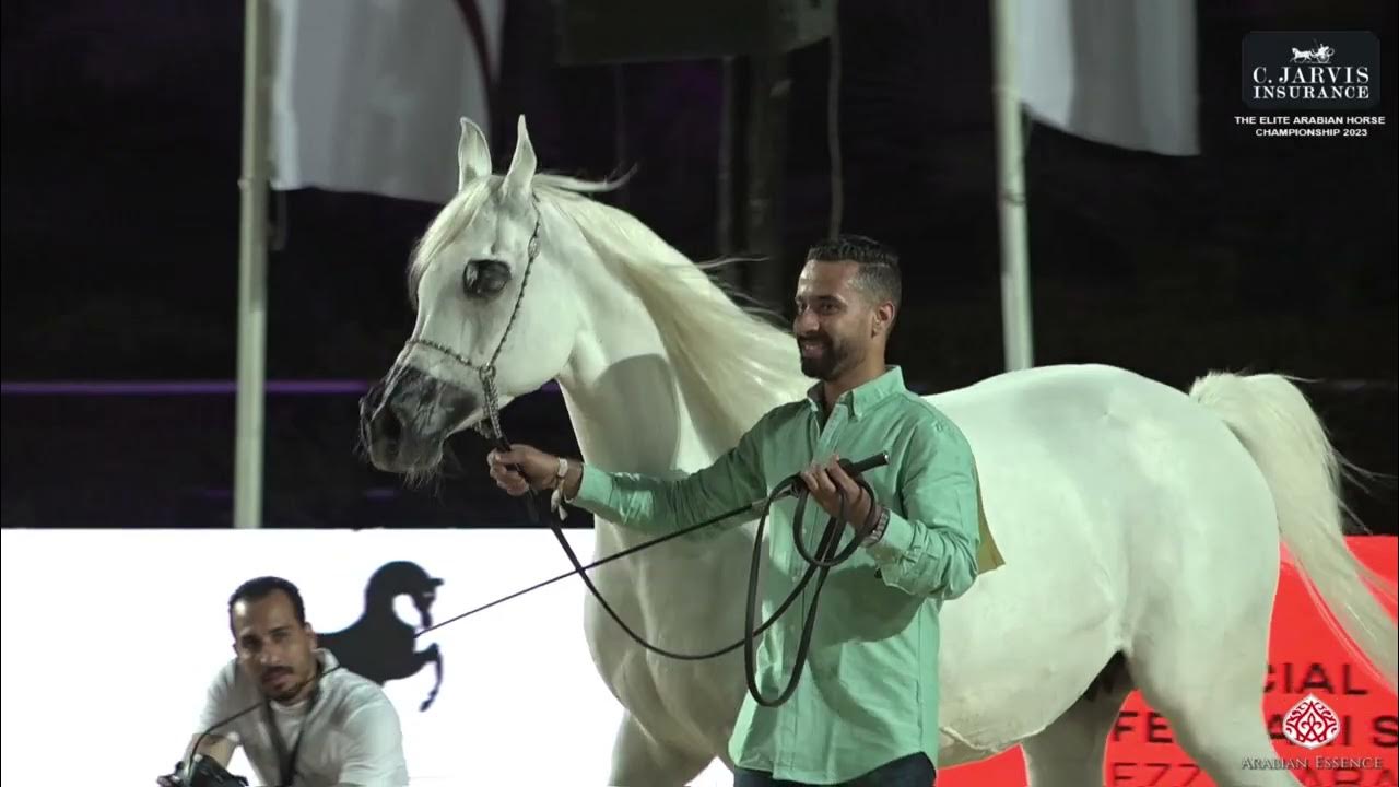 The Elite Egyptian Arabian Horse Championship 2023 CLASS 5B - YouTube