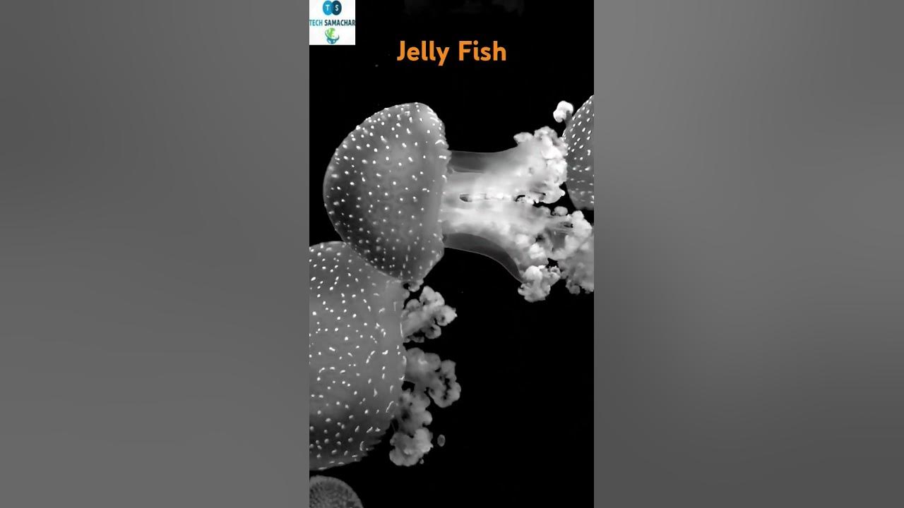 Beautiful Jellyfish Status #trendingshorts #publicshorts #prettyfish #shortfeed #ytshorts - YouTube