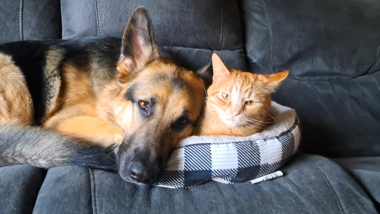 Cuddle bugs - YouTube