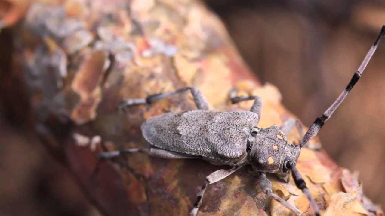 Ilgaūsis pušiagraužis - Acanthocinus aedilis gąsdina. Timberman beetle ...