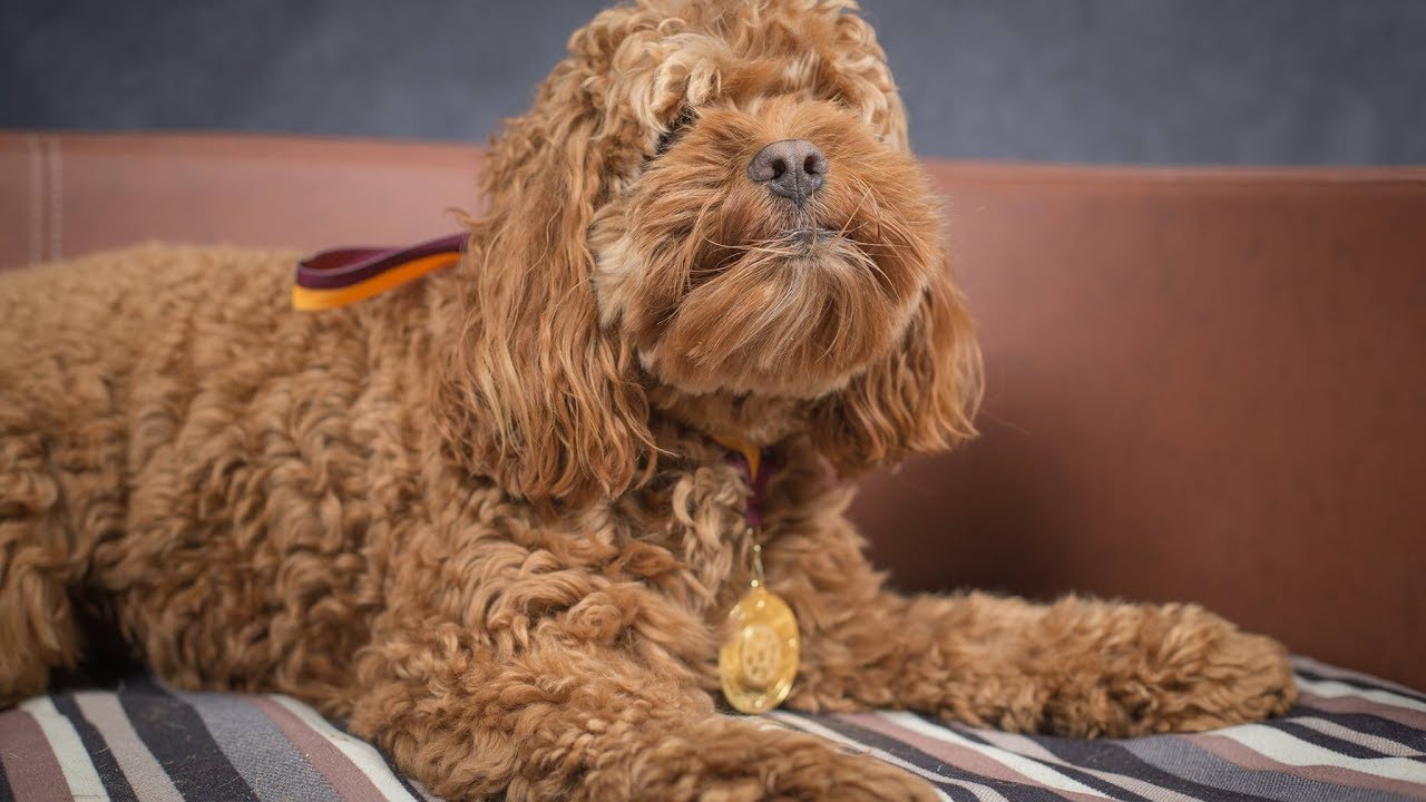 George - Cockapoo - 4 Weeks Residential Dog Training - YouTube