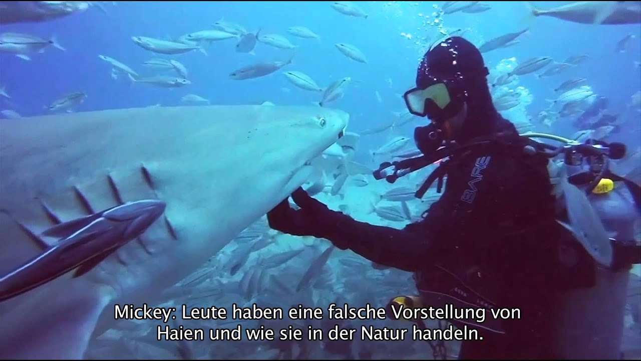 Cameron Nimmo und Mickey Smith, Den "Shark Addicts"! - YouTube
