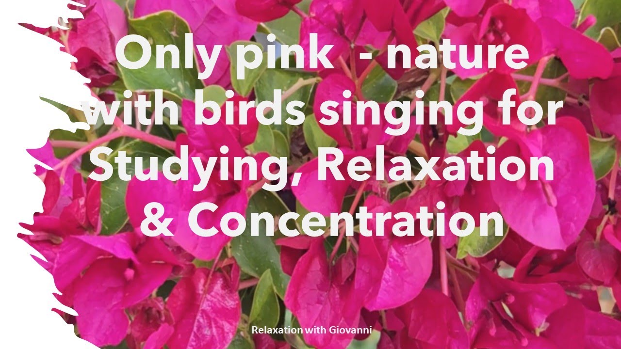 Only pink - nature with birds singing for Studying, Relaxation ...
