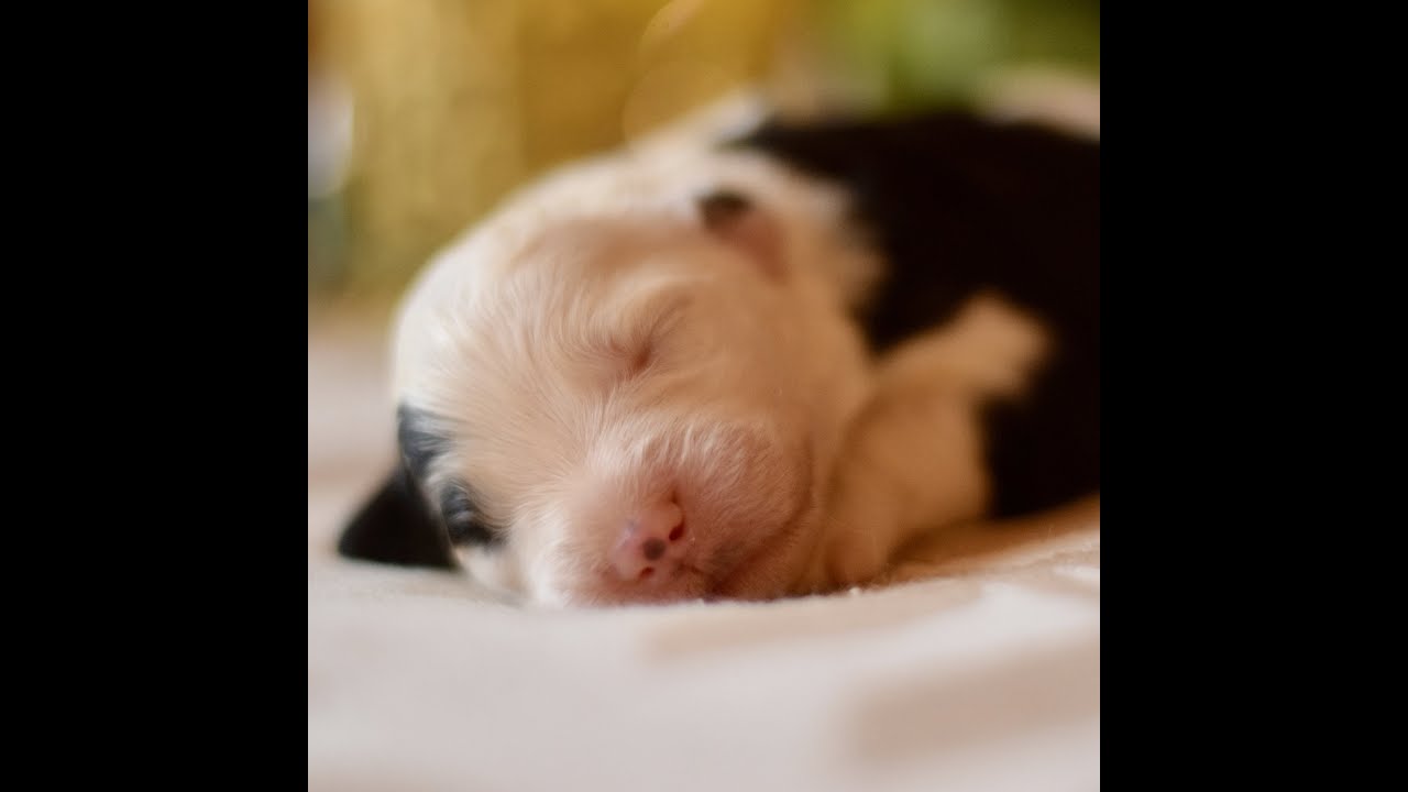 Meet Evelyn from www.sheepadoodlepup.com Newborn Sheepadoodle Puppy ...
