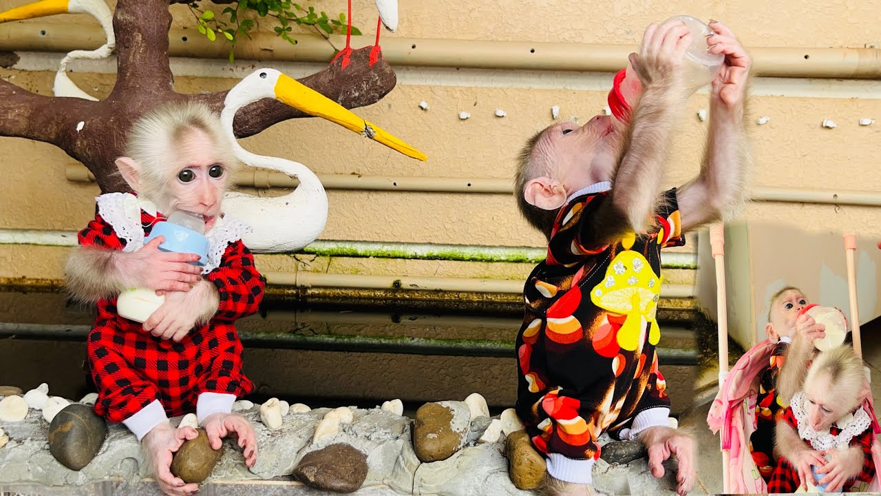 Baby smart Dori &Doro baby monkey get a nice place for sit to reles ...