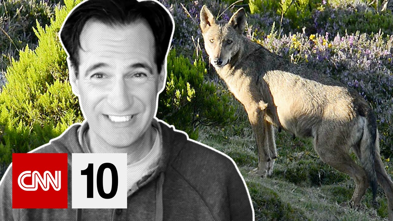 Bringing back wolves to a Portuguese valley - YouTube