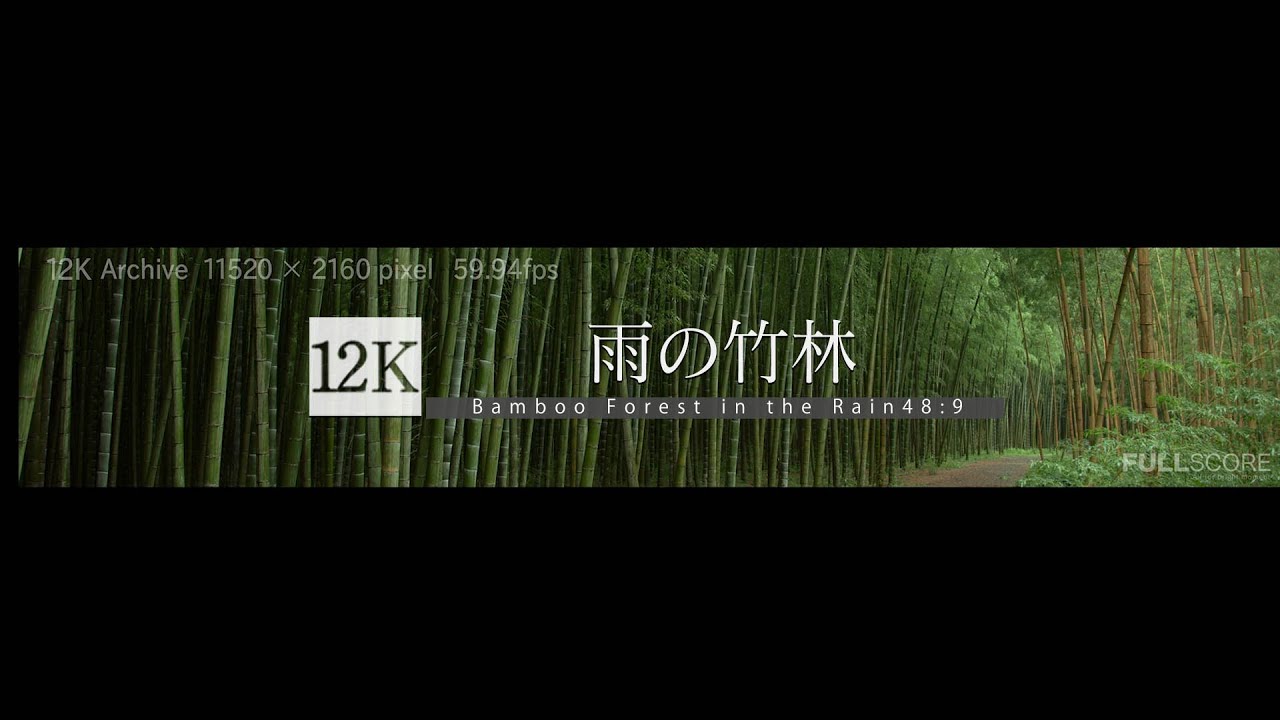 [12K footage] Bamboo Forest in the Rain 48:9【雨の竹林_12K WIDE 48:9】 - YouTube