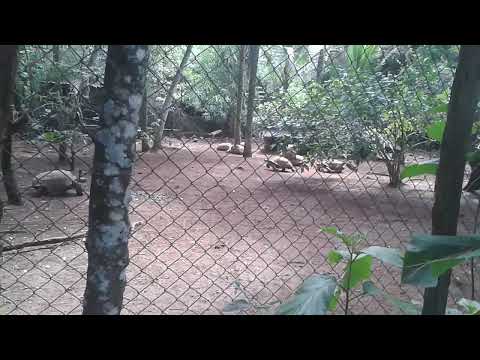 Tortugas apareandose